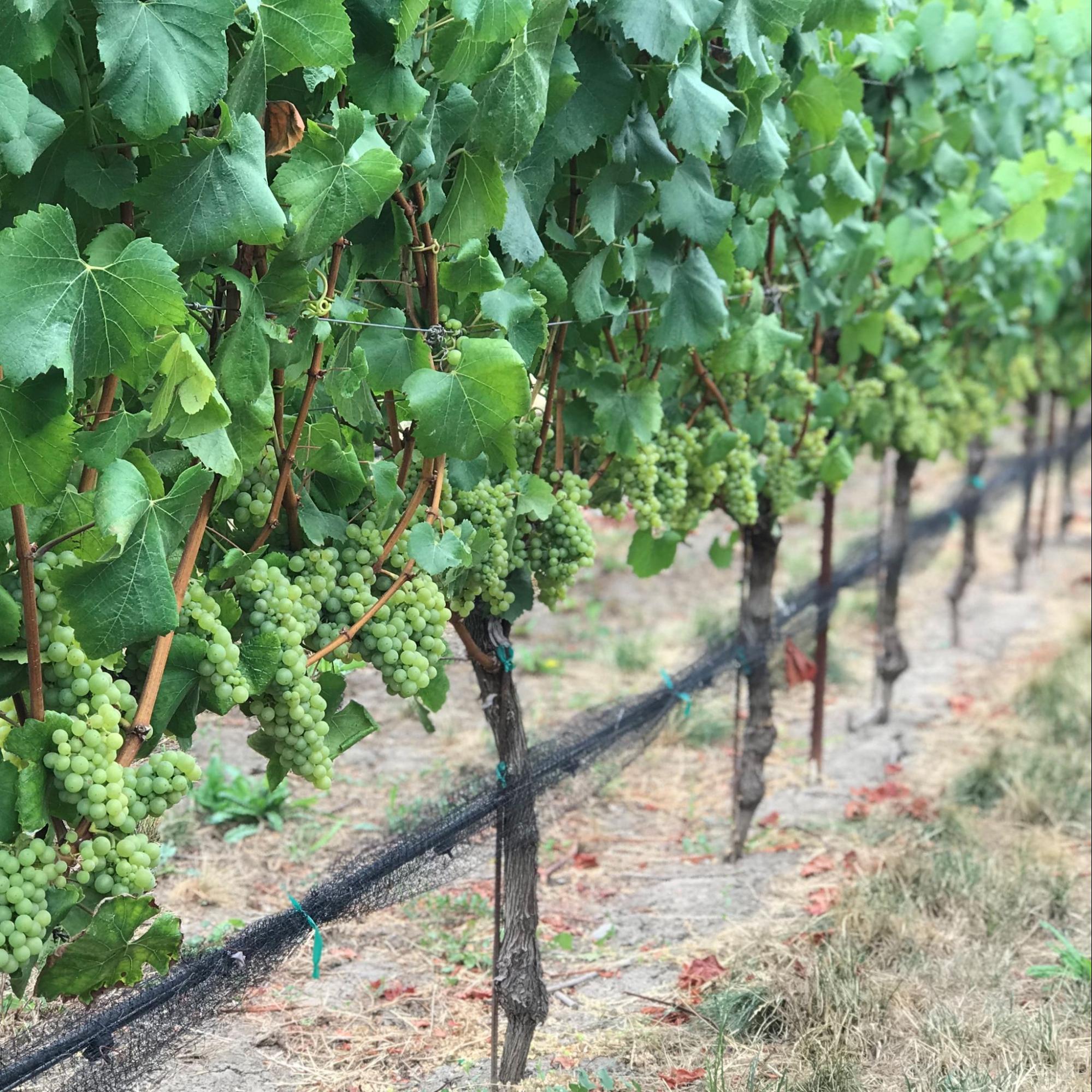 Our Carneros Vineyard | Davis Estates California Vineyards